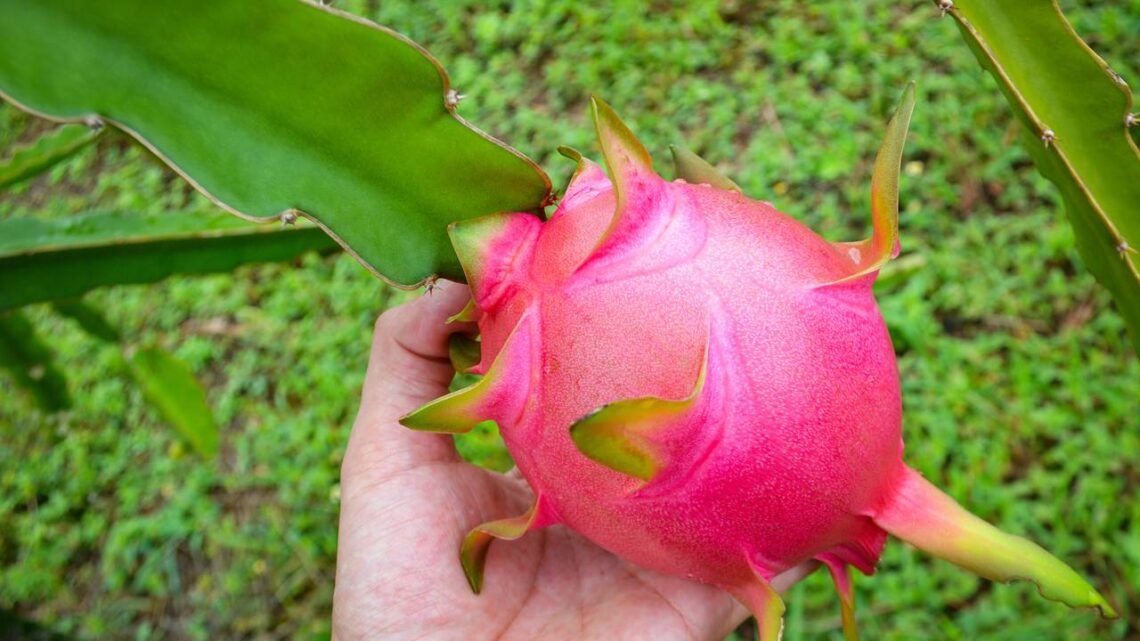 Como plantar pitaya em casa e garantir frutos doces e saudáveis