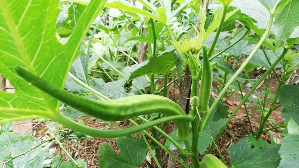 A legume leve que reduz a fome e rende colheita rápida em casa ...