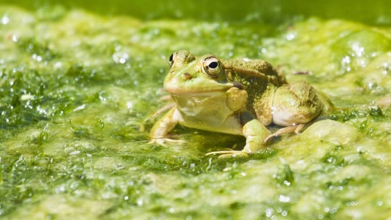 O que significa ver um sapo na rua? - Correio Braziliense - Radar