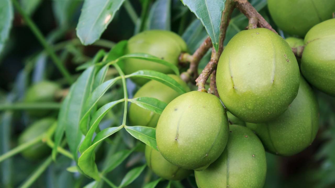 A fruta ácida que alivia o estômago e cresce fácil até em quintais ...