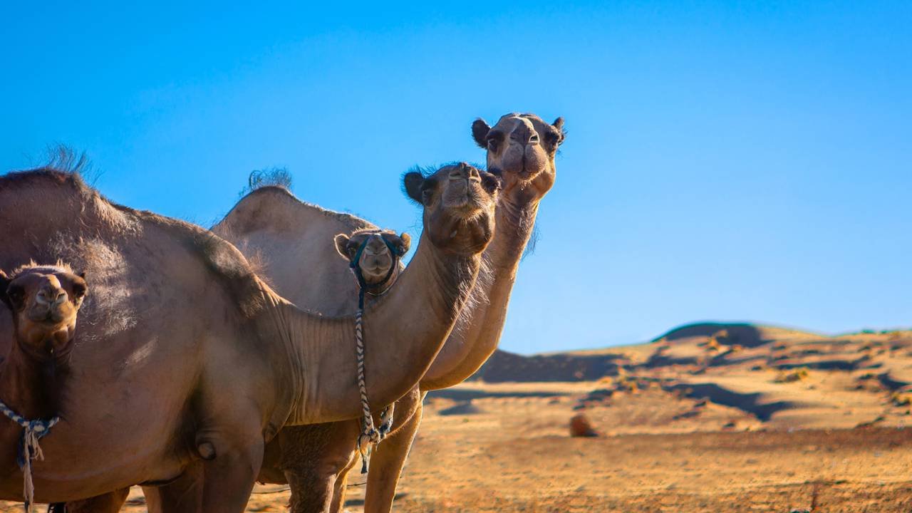 Coletivo de camelos existe sim e tem um nome que quase ninguém usa ...