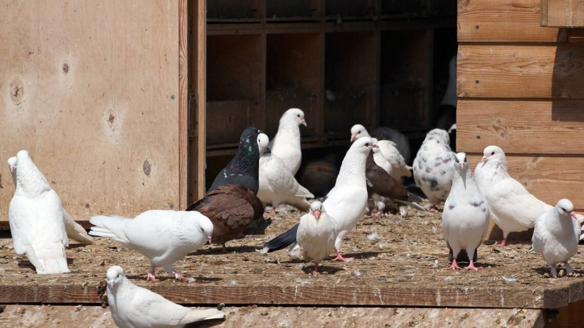 O que significa quando um pombo aparece na sua casa? - Correio ...