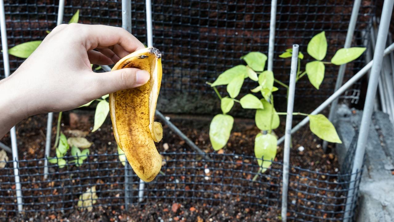 Misturar sal na casca da banana: o truque pouco conhecido e como ...